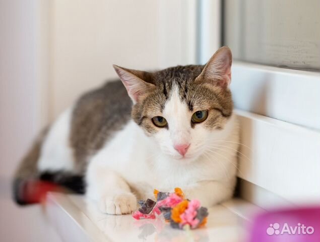 Самые нежные котики
