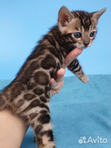 Бенгальские котята
