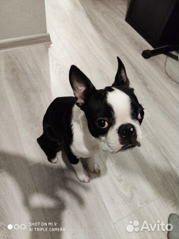 Бостон Терьер (Кобель,7 месяцев)