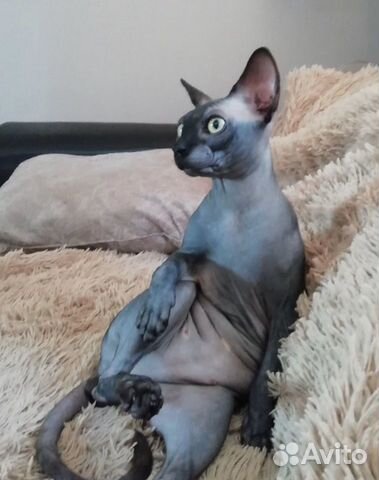 Вязка сфинкс