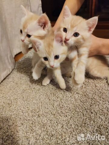 Отдам в добрые руки