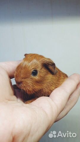 Морские свинки селф