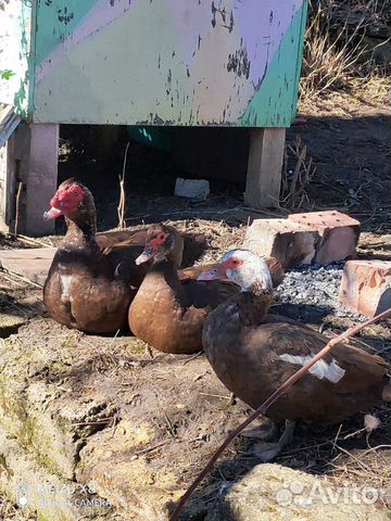 Индоутки коричневые