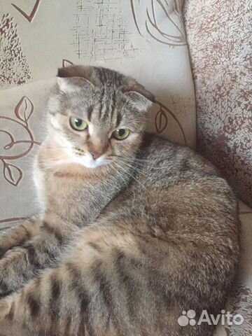 Кошечка в добрые руки