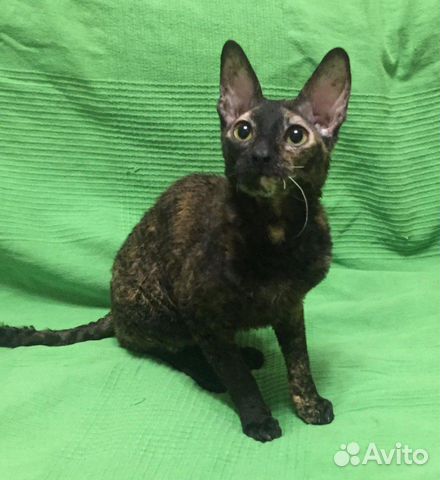 Корниш-рекс