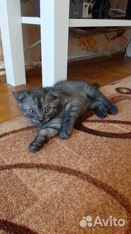 Мальчишка котик и маленькая кошечка