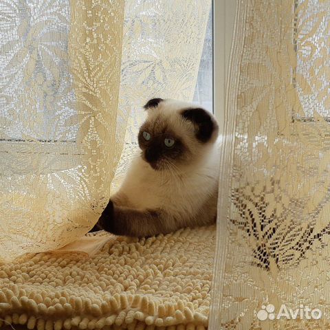 Шоколадная конфетка
