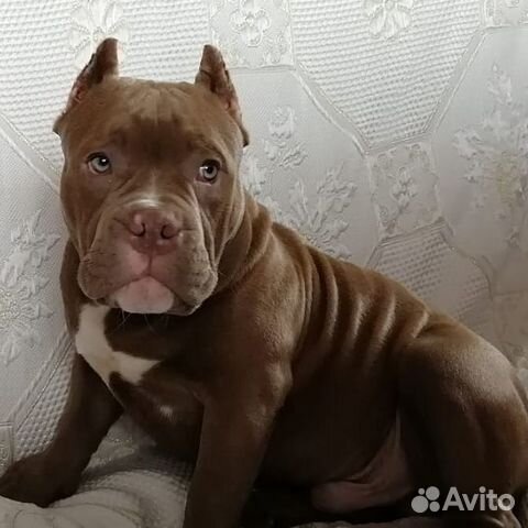 Супер щенок шоу класса Американский булли