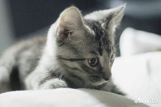 Котёнок Клауд (5 месяцев)