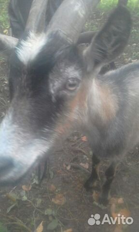 Козы козлята