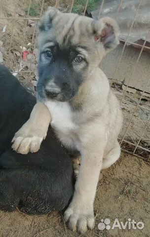 Щенки Алабая от крупных родителей