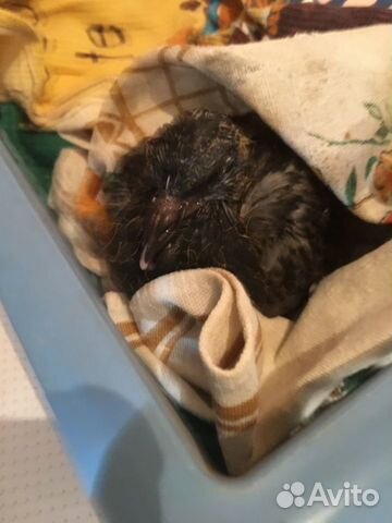 Птенец голубя