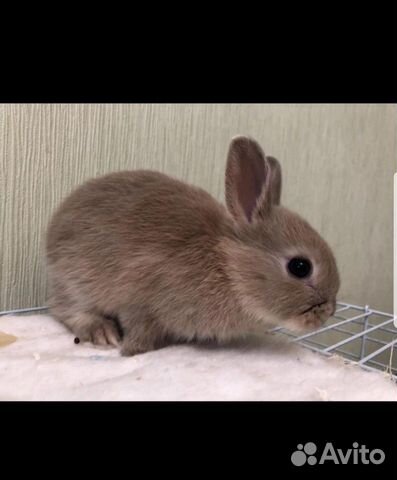 Продам кролика девочку