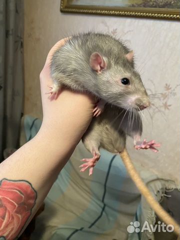 Крыса