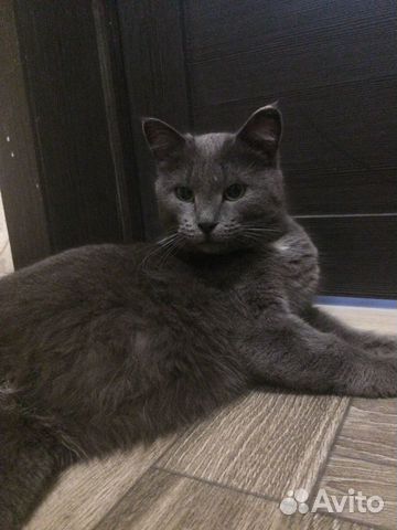 Молодая кошечка