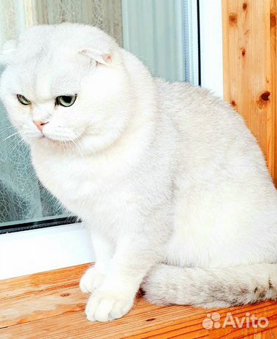 Шотладский фолд