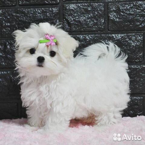 Красавица мальтезе