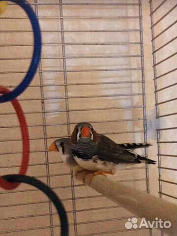 Амадины зебровые