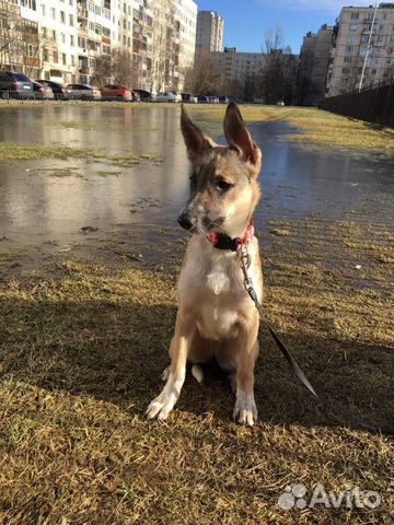 Собака, девочка-припевочка