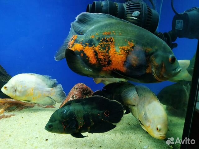 Астронотус