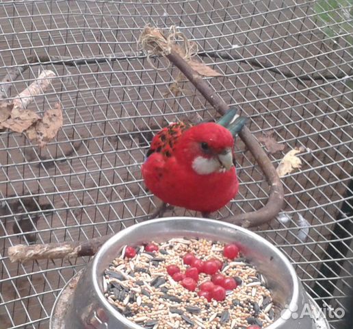 Попугай розелла красная