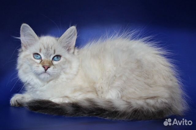 Девочка Барбара красавица и умница