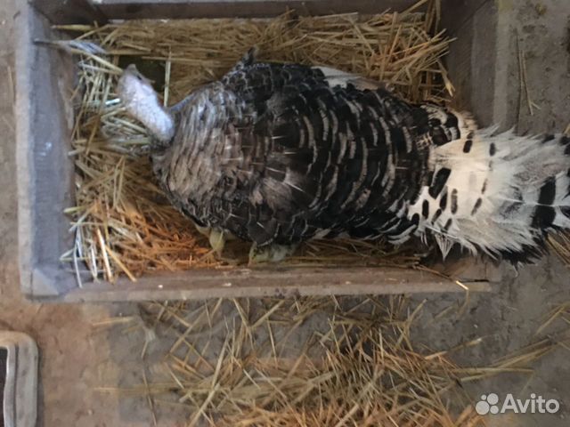 Индюшка с индюшатами