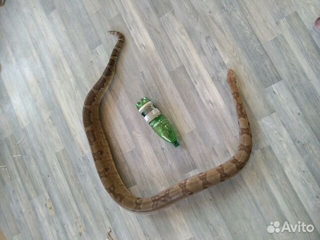 Императорский удав