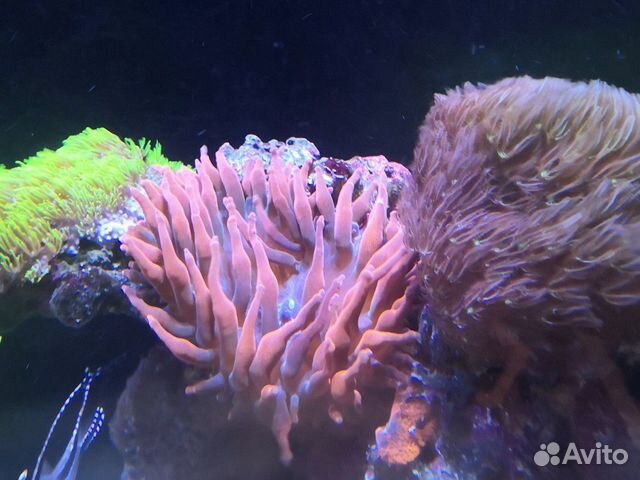 Актиния морской аквариум
