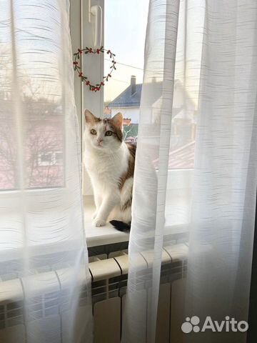 Ласковая кошка Яся ищет дом