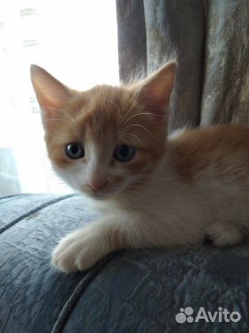 Кошка 1.5 месяца