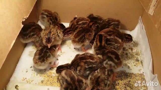 Цесарята бройлерные, вывод 16 апр