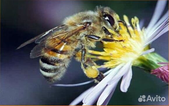Поймаю рой пчел