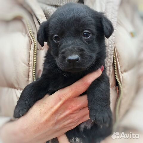 Щенок (мальчик, 1 месяц) в добрые руки