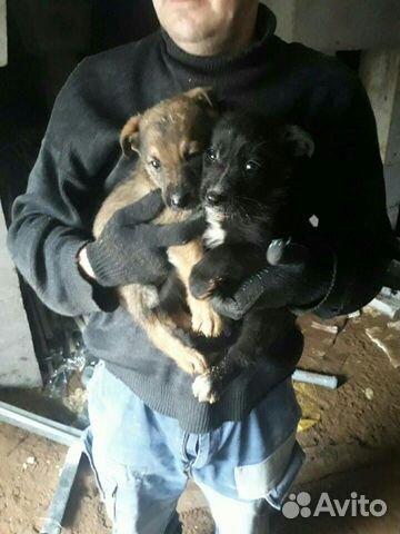 Щенки 1.5 месяца