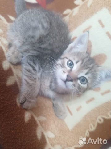 Котята