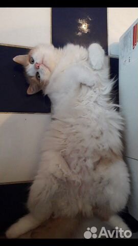 Котик Медок