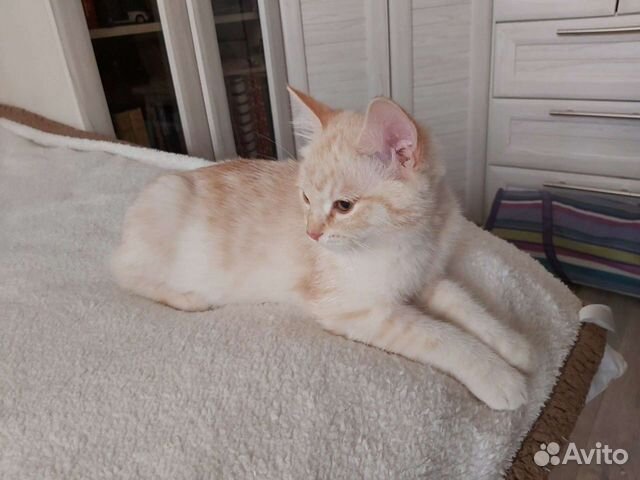 Котенок ласковый