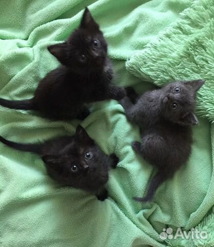 Котята, Тайский корат