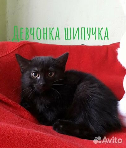 Кошка