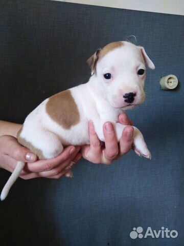 Щенки Ам.Стаффа