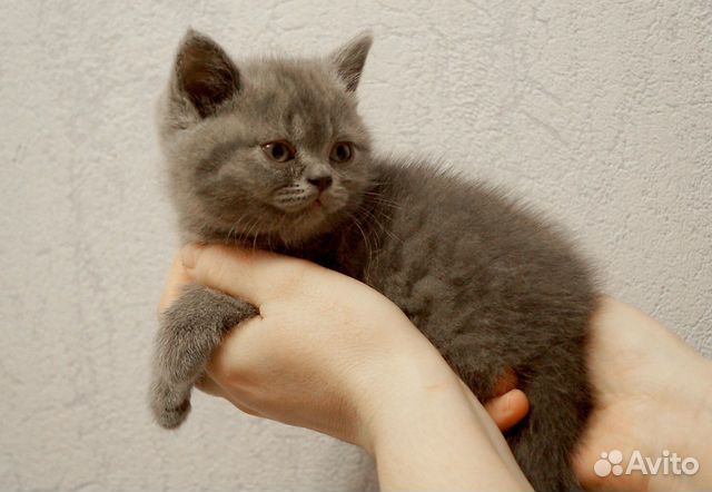 Британская