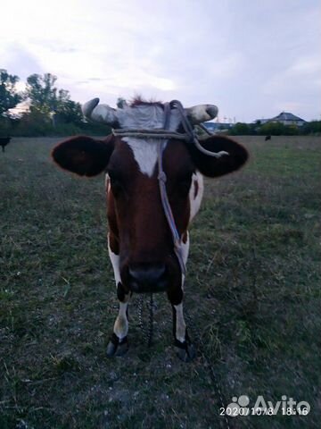 Корова, бычки