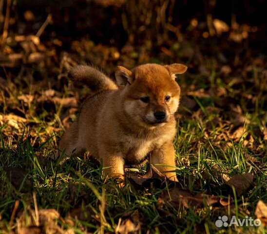Сиба ину девочка