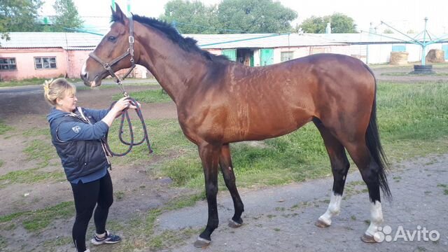 Жеребец Элс-Кэт