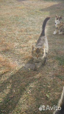 Котенок Лев в дар