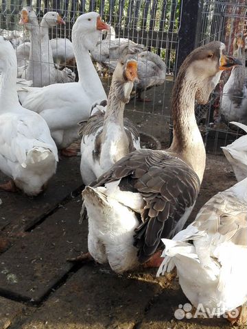 Гуси Холмогоры