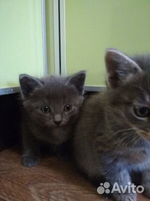 Отдам прелестного котенка+корм и миска