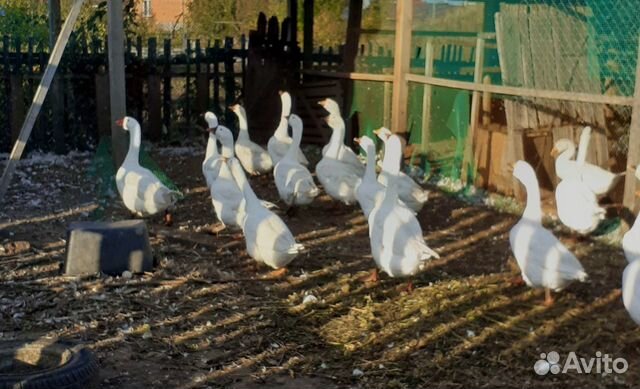 Гуси линда.селезень башкирский