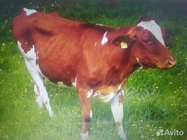 Корова молодняк